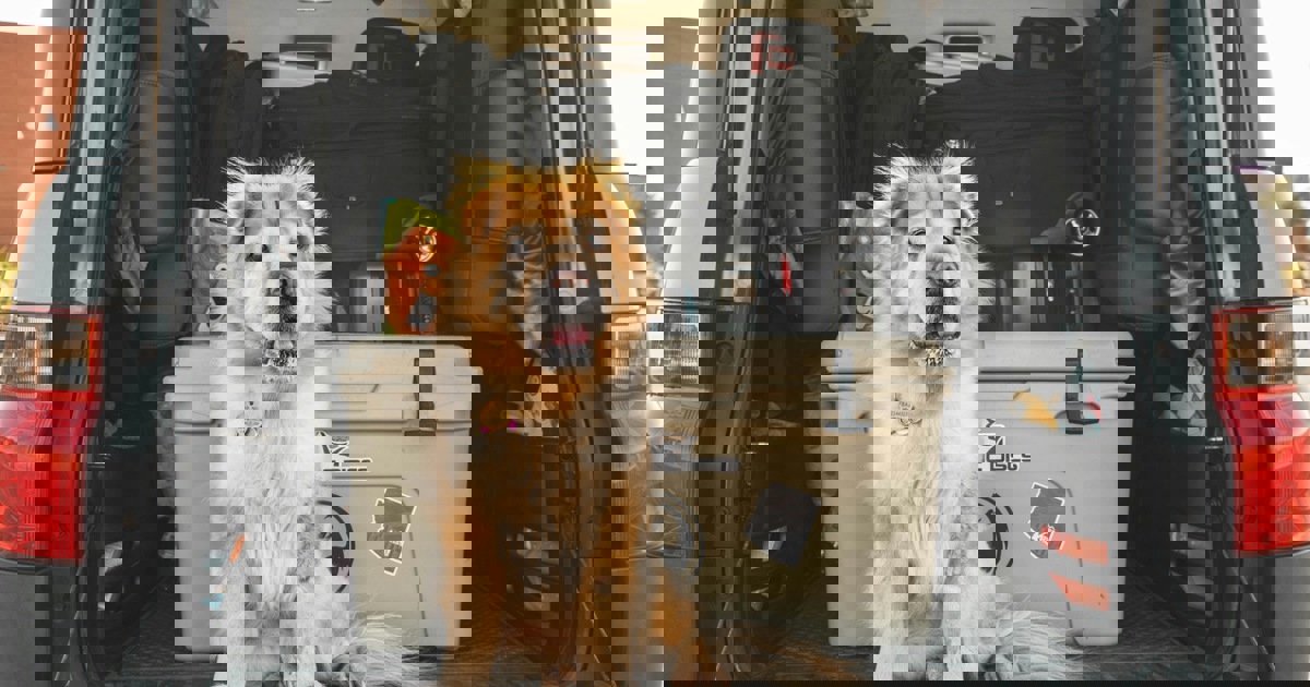 Tiere im Auto – was gilt? | Andelfinger