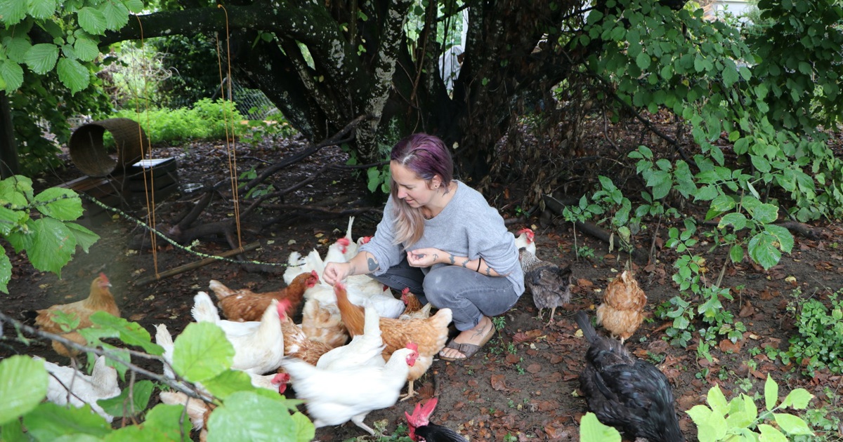 Aufs Huhn gekommen | Andelfinger