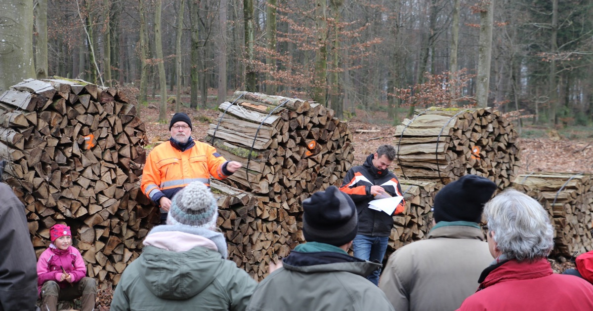 Holz unter dem (Ast-)Hammer | Andelfinger